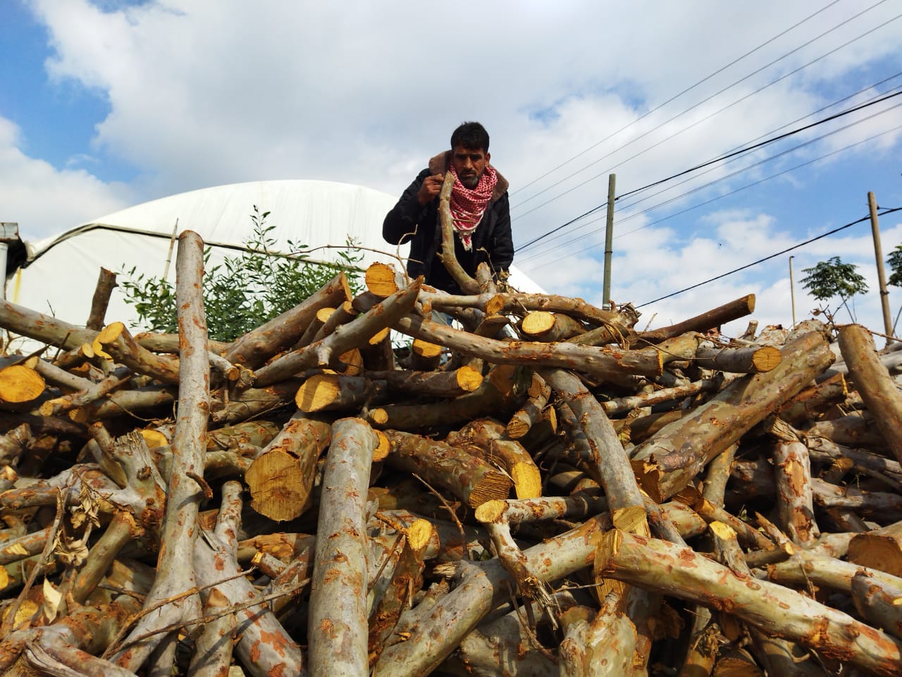 KUNA : Gazans trade in wood during winter - Society - 27/01/2022