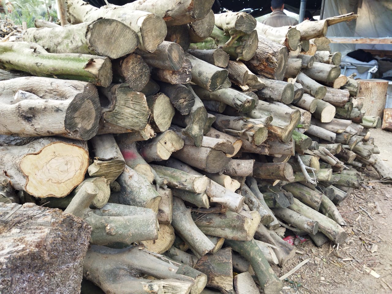 كونا : Gazans trade in wood during winter - الشؤون الإجتماعية - 27/01/2022