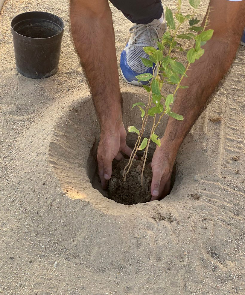 Kuwait Tree Planting at Ben Waterbury blog