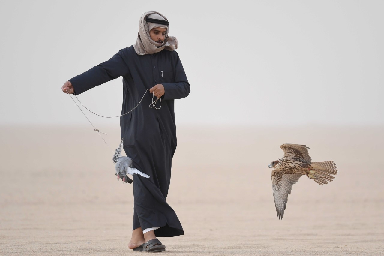 KUNA : Le dressage des faucons, des techniques traditionnelles ...