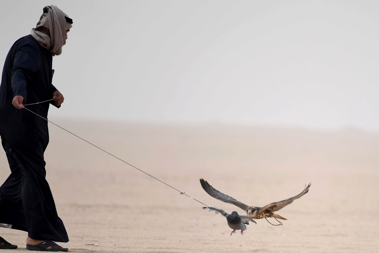 KUNA : Le dressage des faucons, des techniques traditionnelles ...