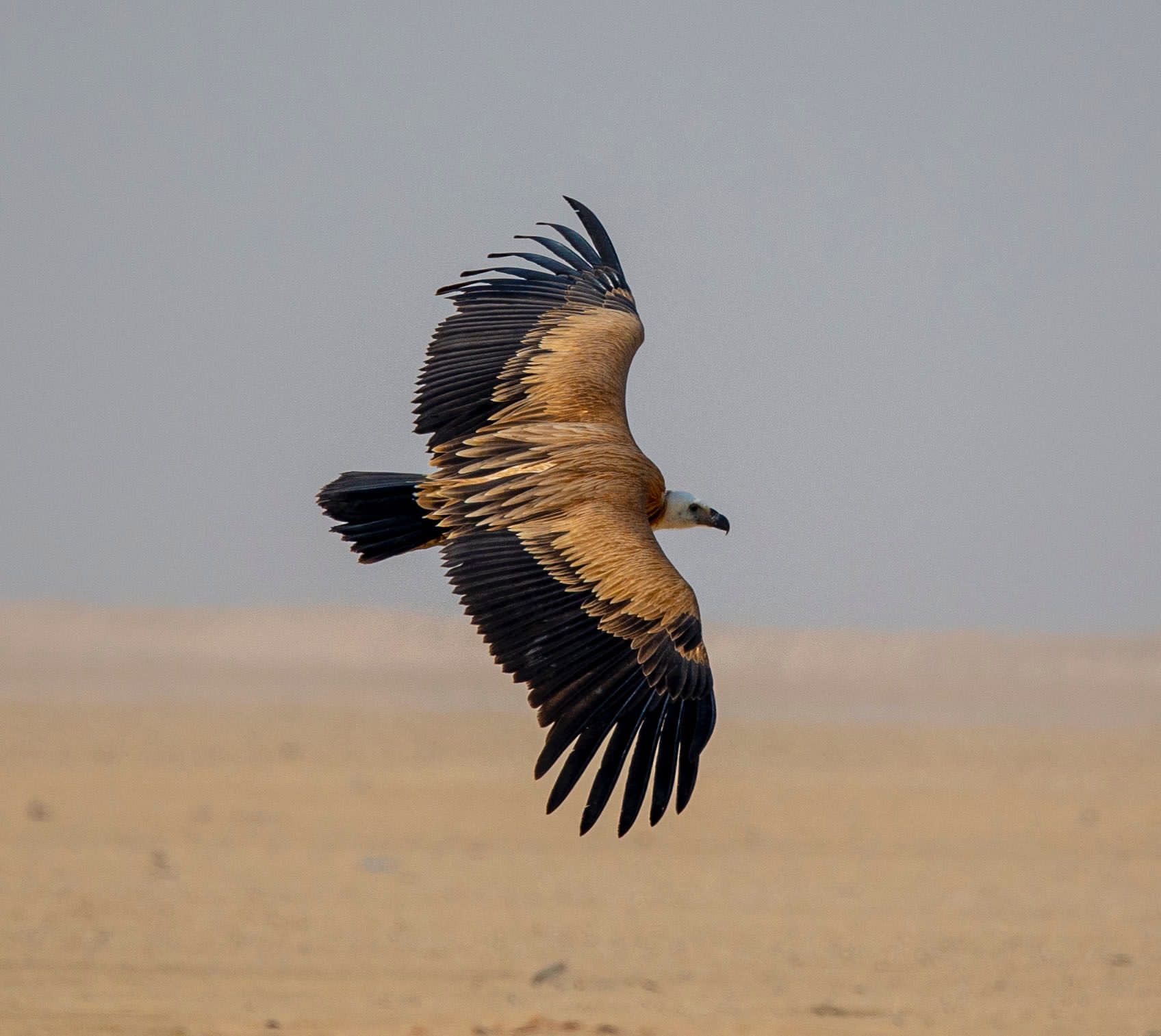 KUNA : Migrating Eurasian vulture lands in Kuwait