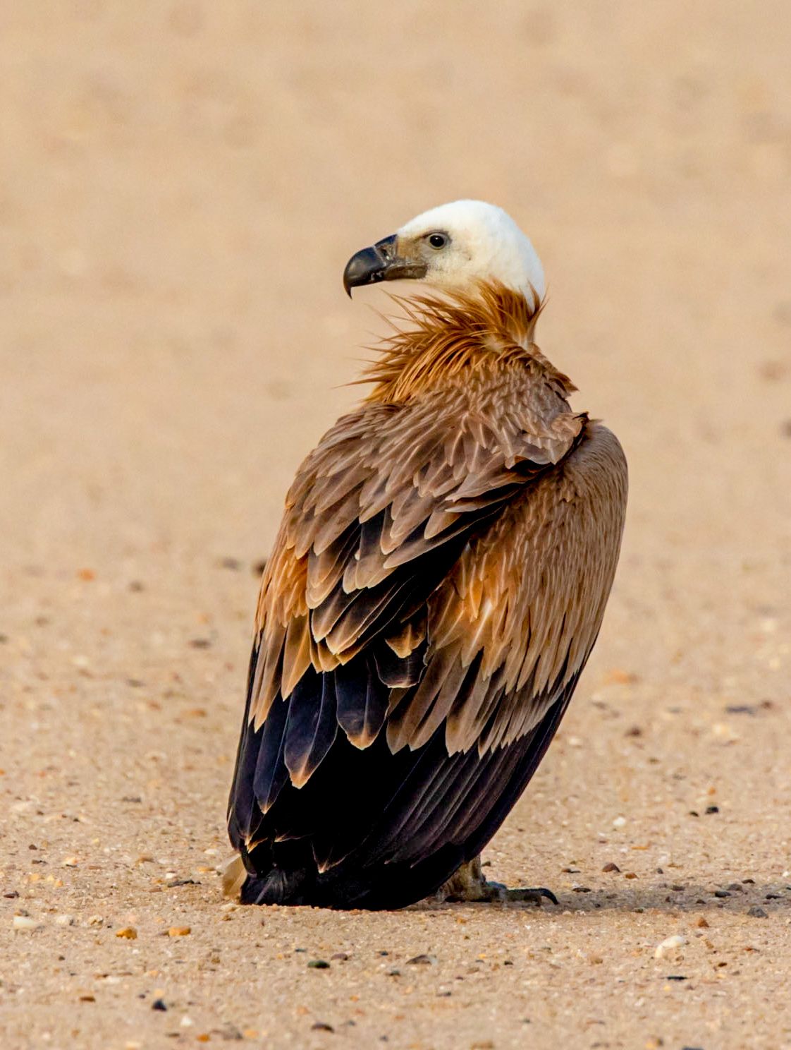 KUNA : Migrating Eurasian vulture lands in Kuwait