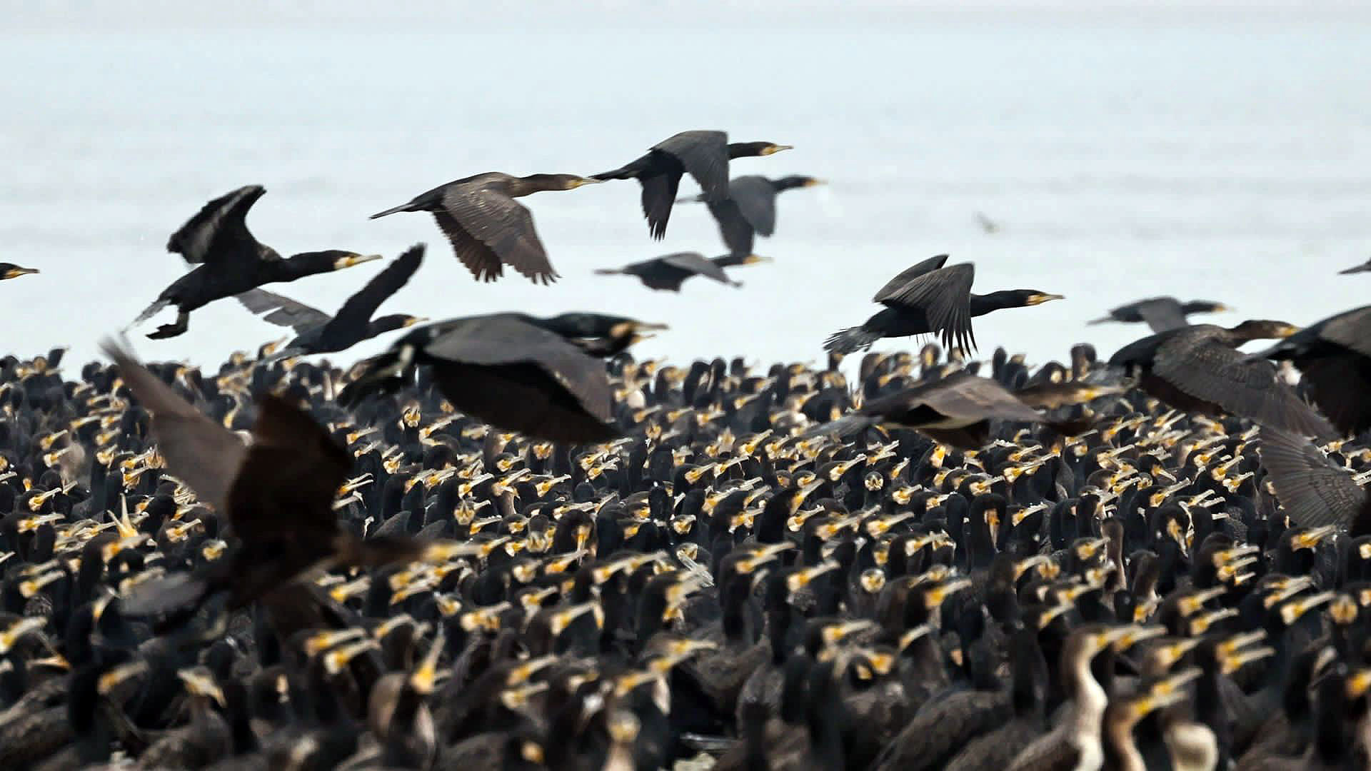KUNA : Great cormorant seasonal visitor to Kuwait