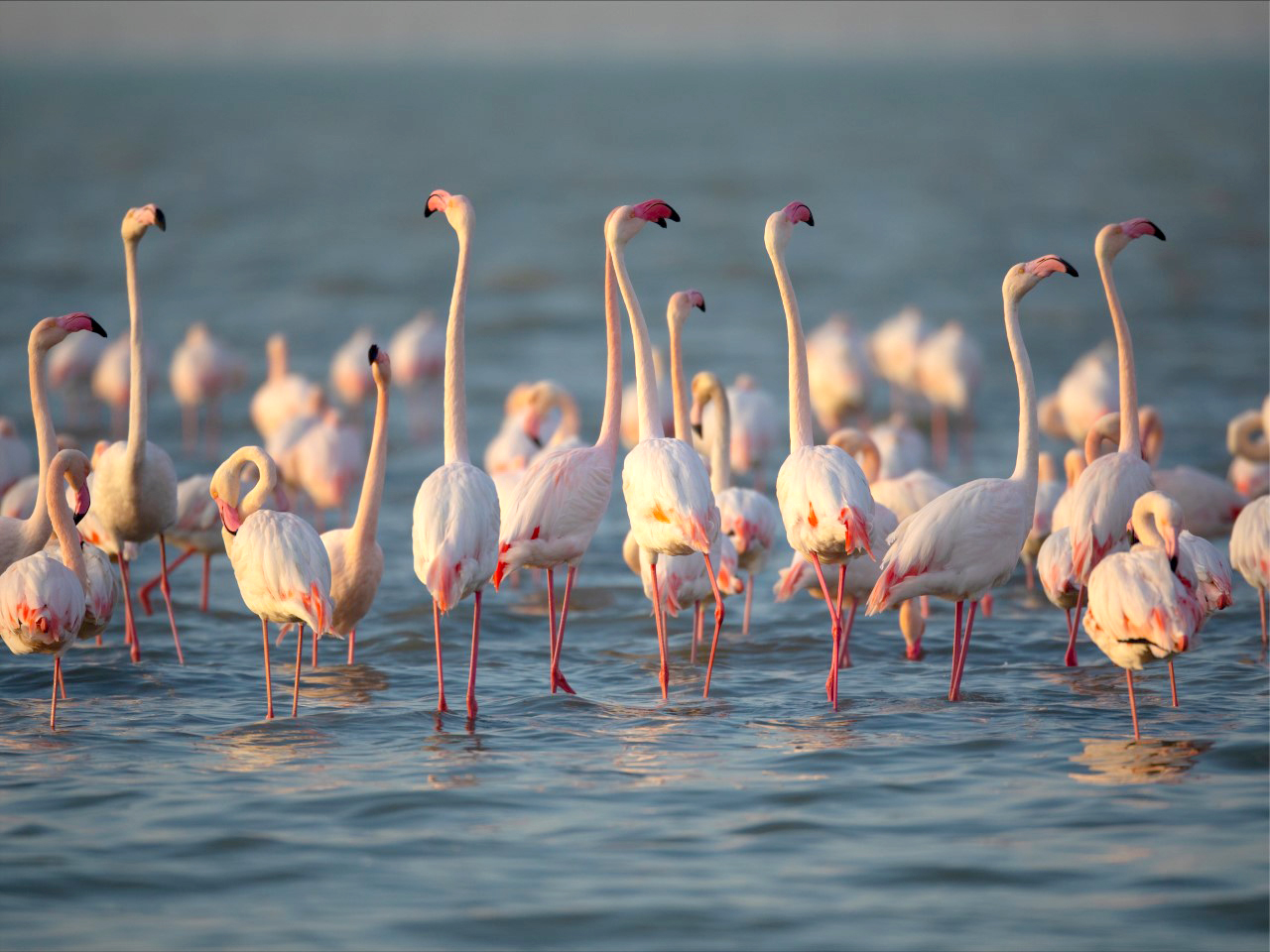 كونا : Flamingos dot Kuwait beaches during spring migration - - 27/12/2022