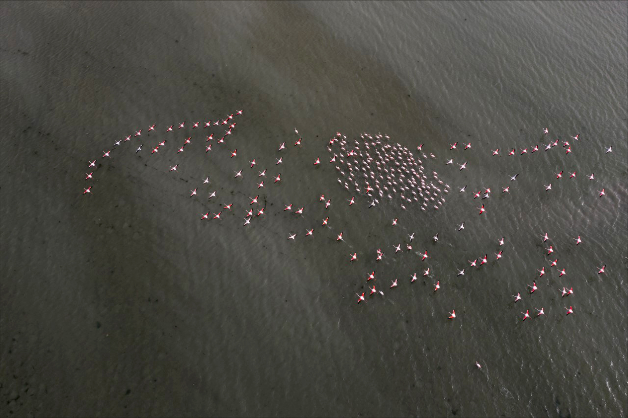 KUNA : Flamingos dot Kuwait beaches during spring migration ...