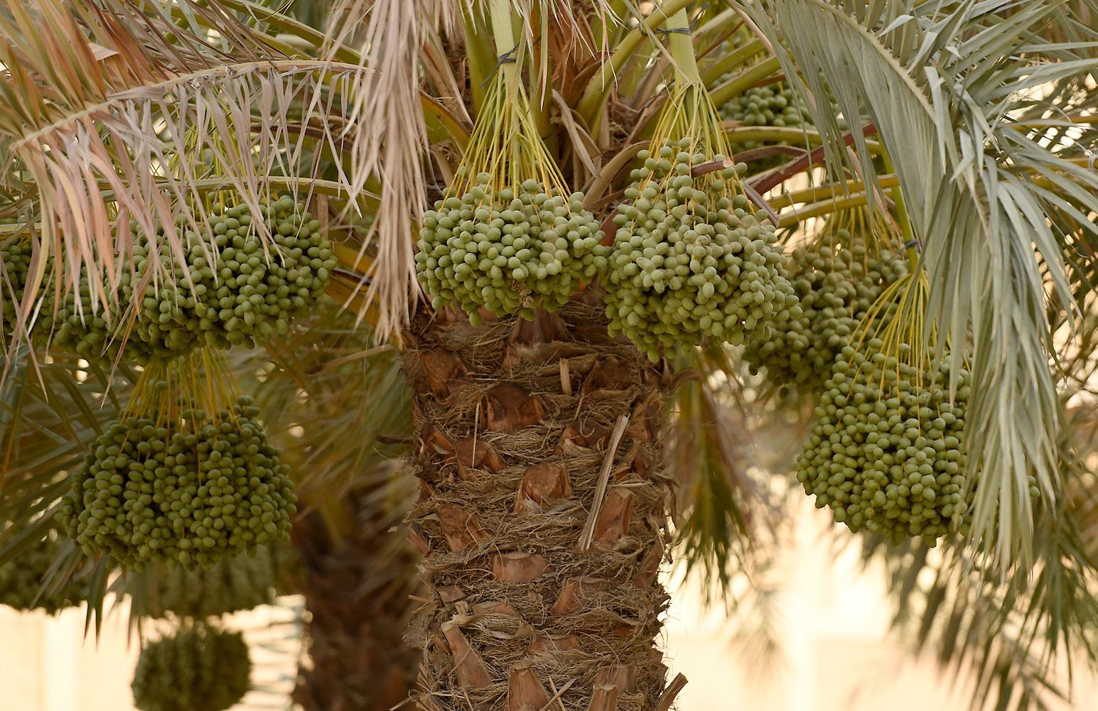 KUNA : Rutab dates season arrives in Kuwait with early varieties ...