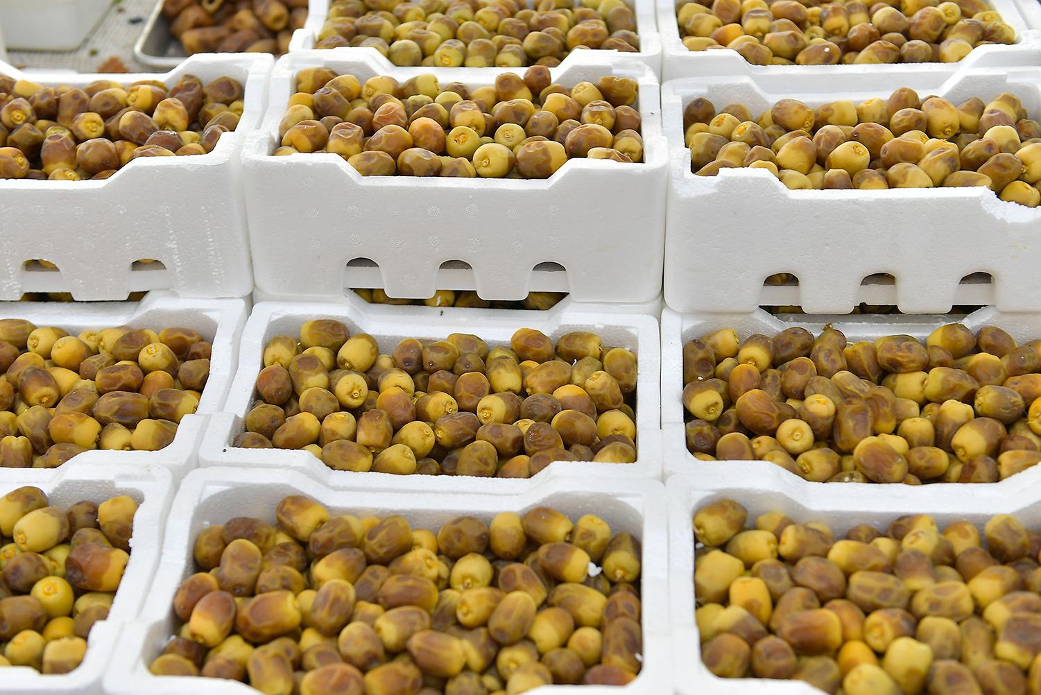 KUNA : Rutab dates season arrives in Kuwait with early varieties ...
