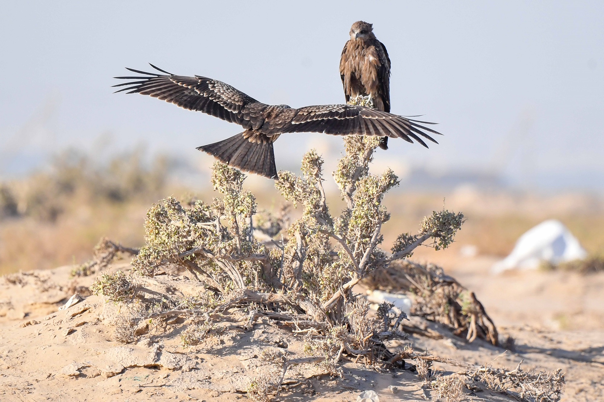 كونا : Eagles make pit stop in Kuwait on seasonal trip - - 26/09/2022