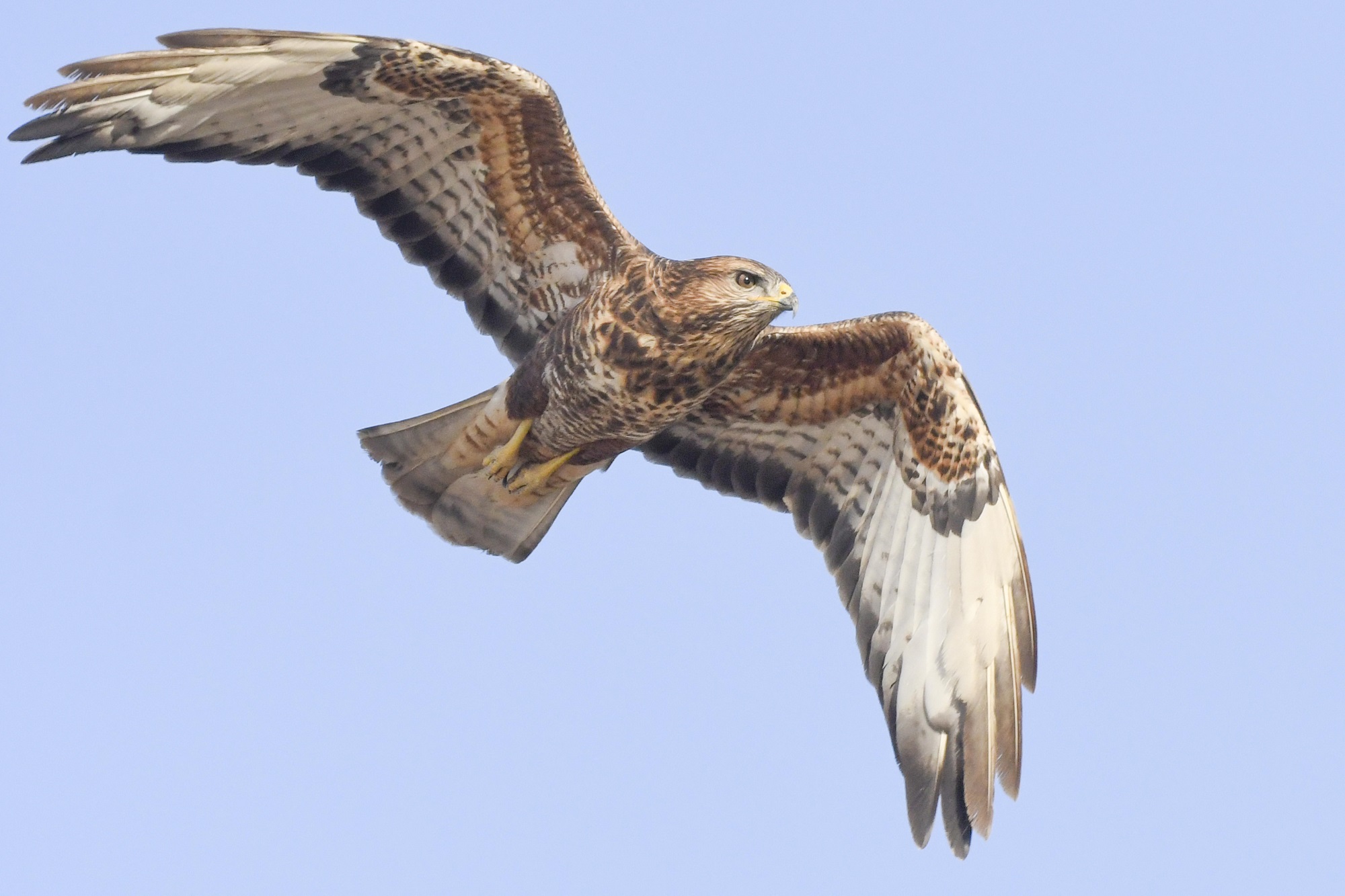 كونا : Eagles make pit stop in Kuwait on seasonal trip - - 26/09/2022