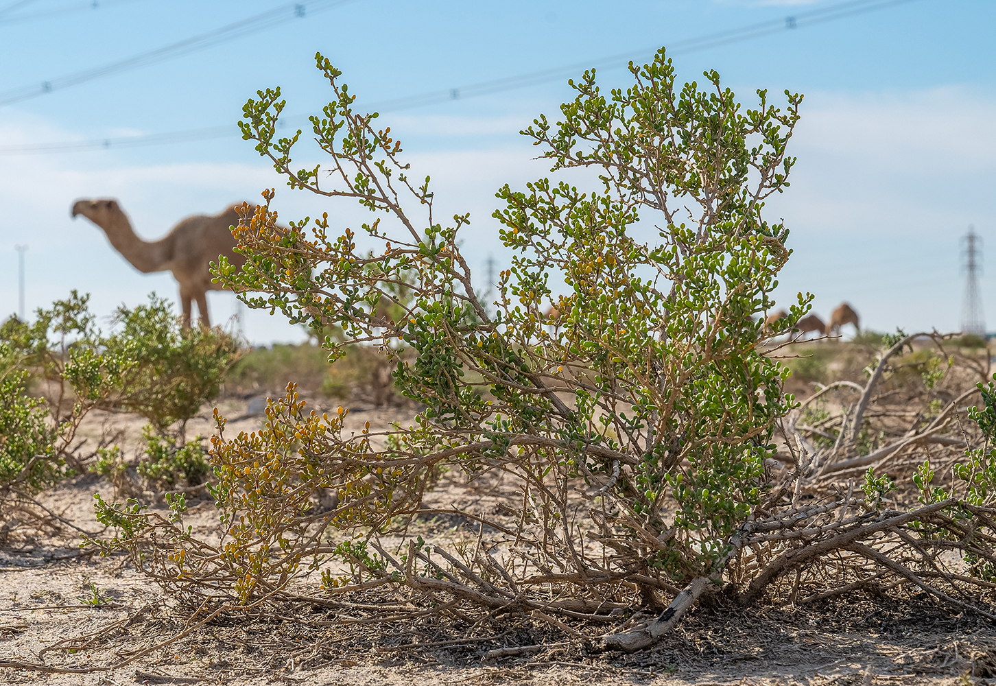 KUNA : Carpet of green, vegetation cover Kuwait's soil after rainfall ...