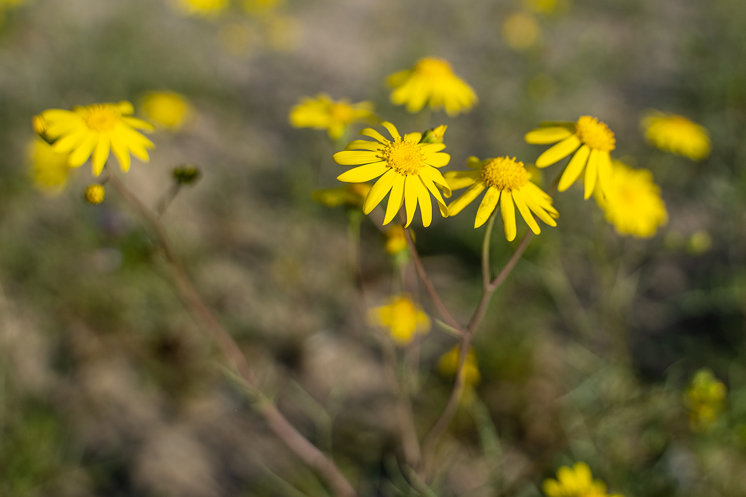 KUNA : Carpet of green, vegetation cover Kuwait's soil after rainfall ...