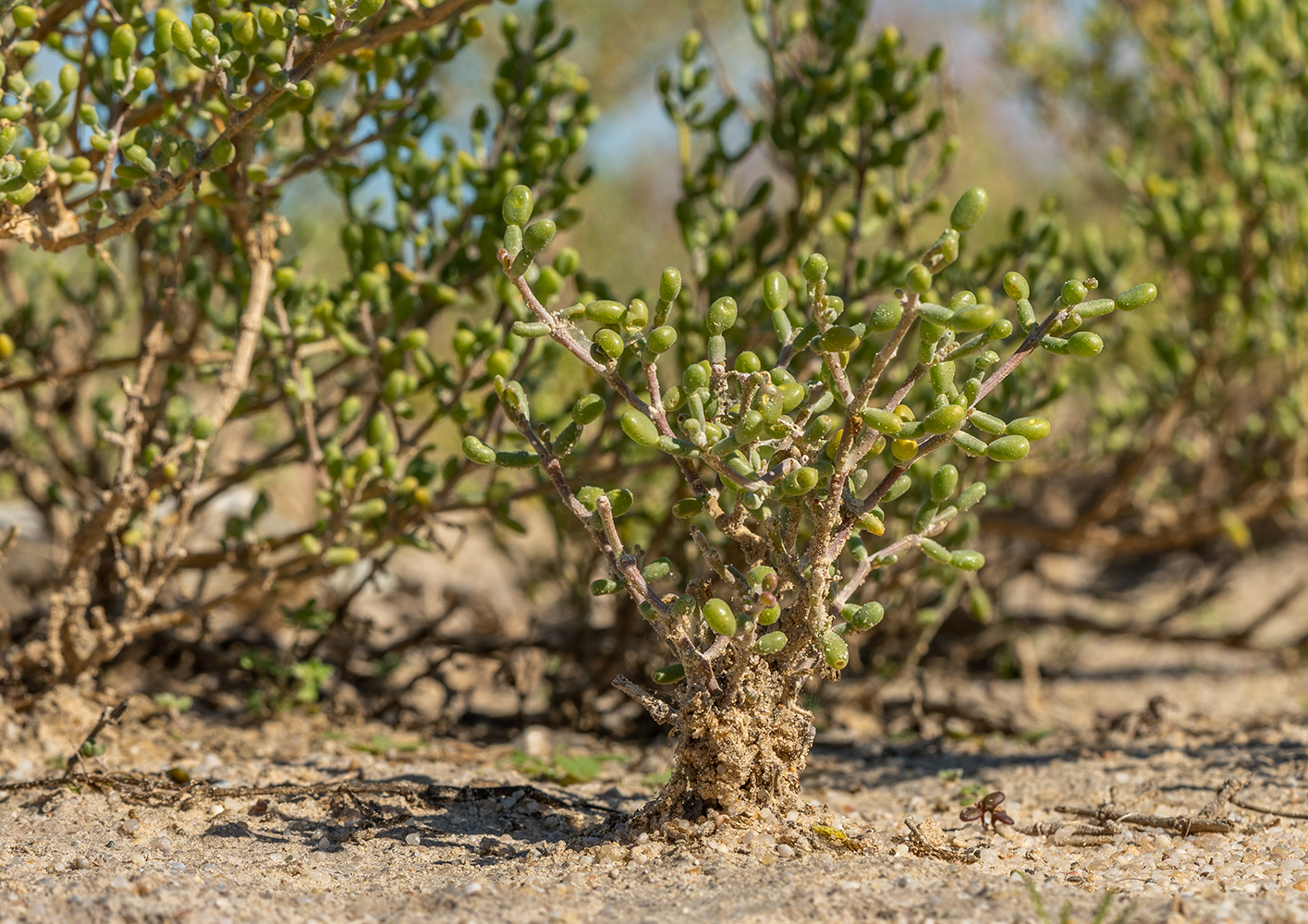 KUNA : Carpet of green, vegetation cover Kuwait's soil after rainfall ...