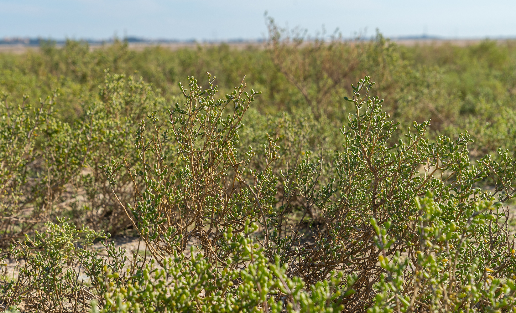 KUNA : Carpet of green, vegetation cover Kuwait's soil after rainfall ...
