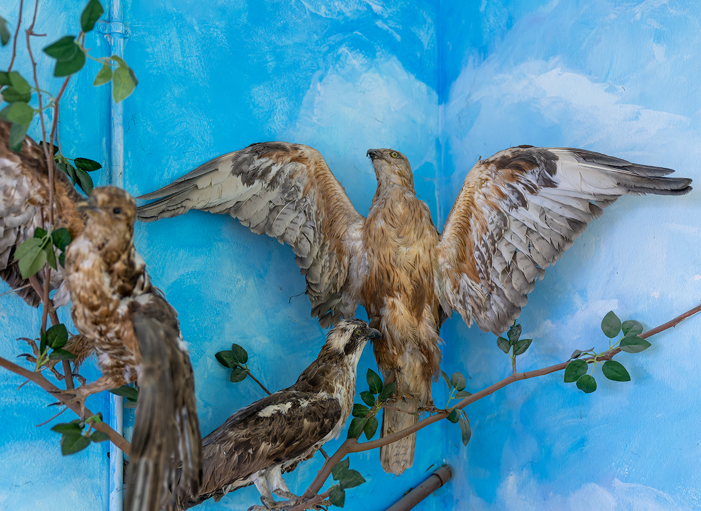 كونا : Le musée d’Histoire naturelle de Bassora, un voyage dans le ...