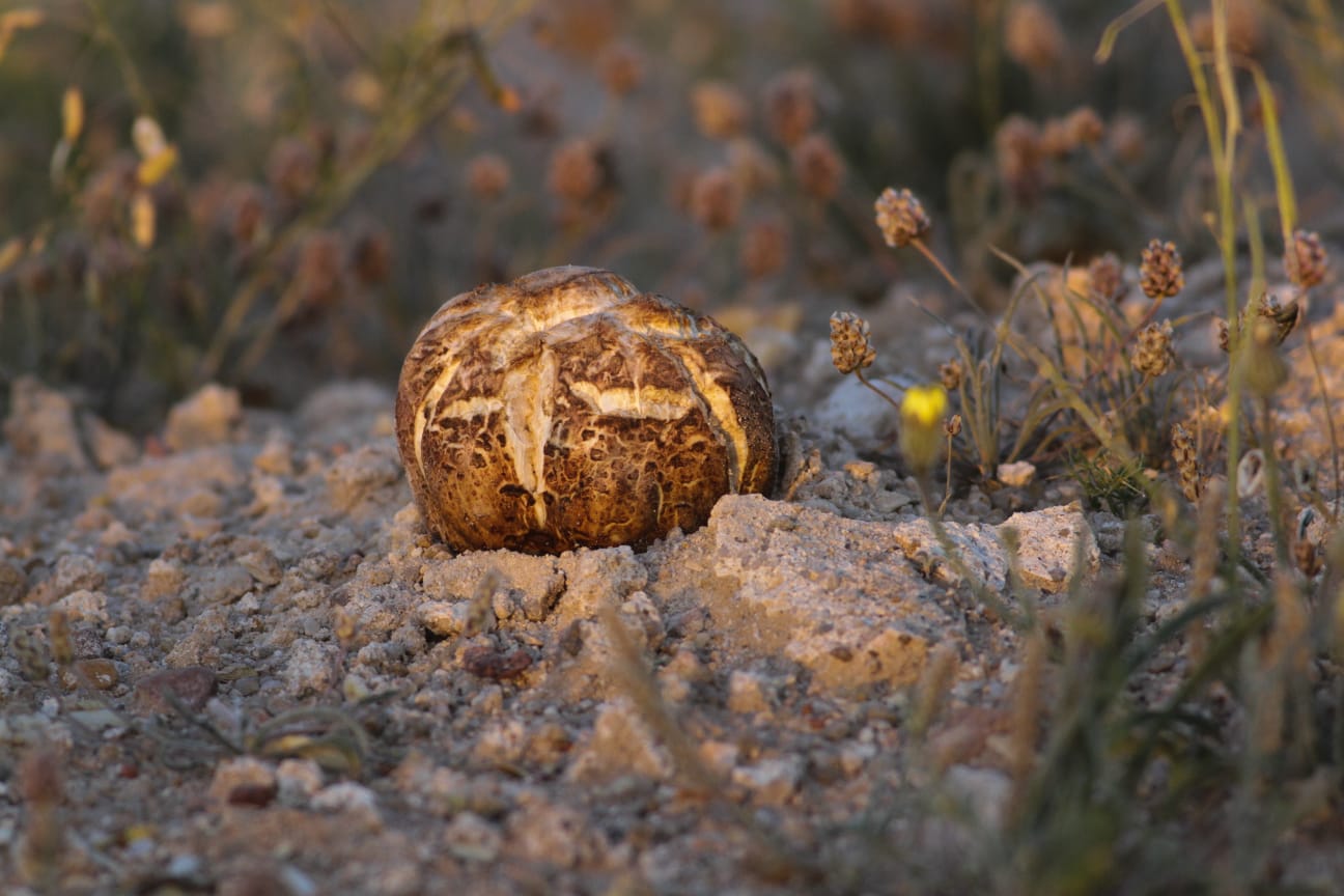 KUNA : Kuwait truffle season falls in with Nat'l festivals ...