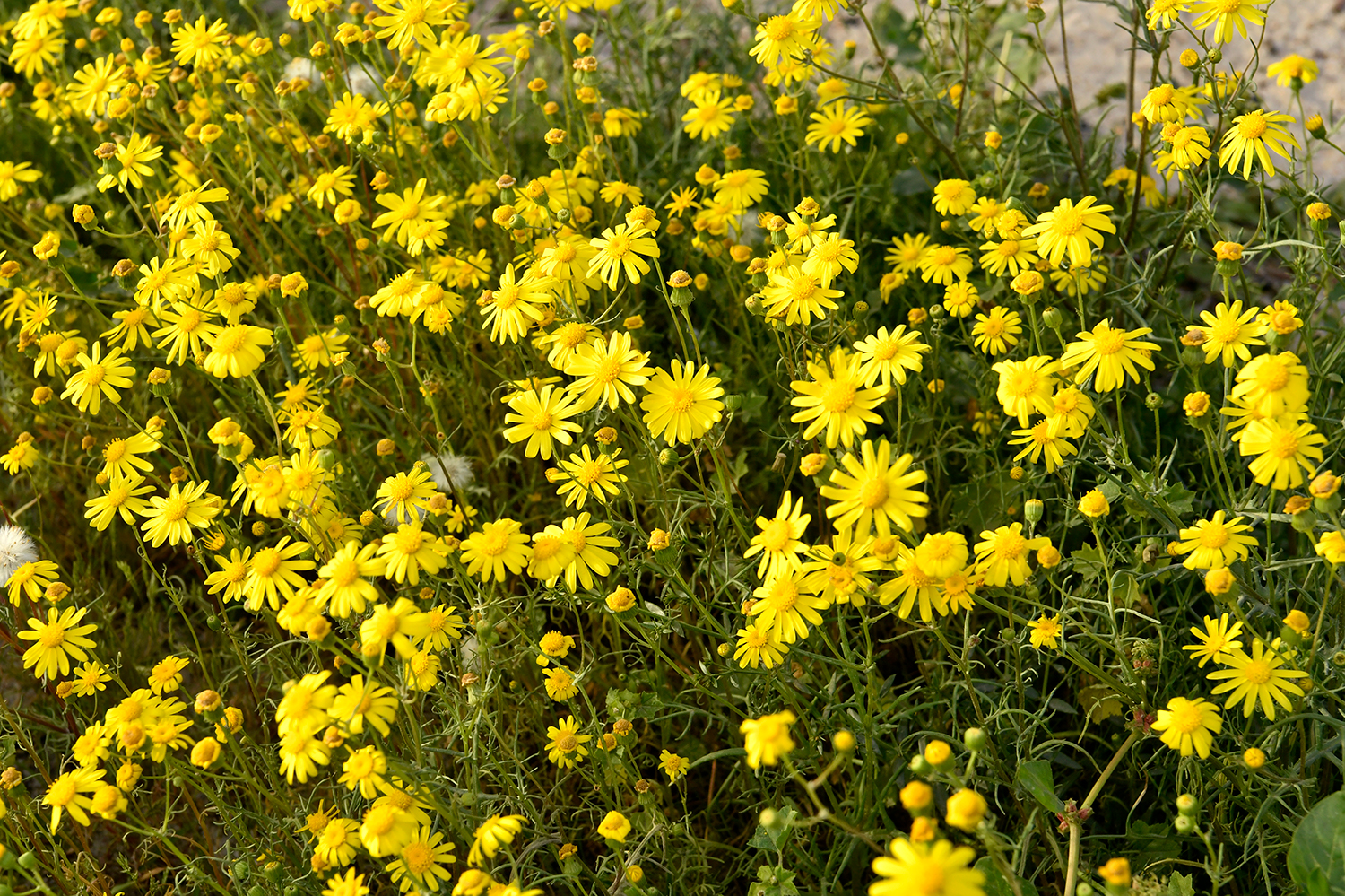 KUNA : As spring falls early in Kuwait, "Nuwair", "Malva" sprout out ...