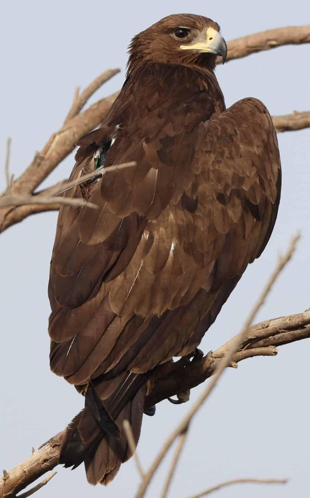 كونا : Le grand aigle tacheté retourne en Russie après sa migration ...