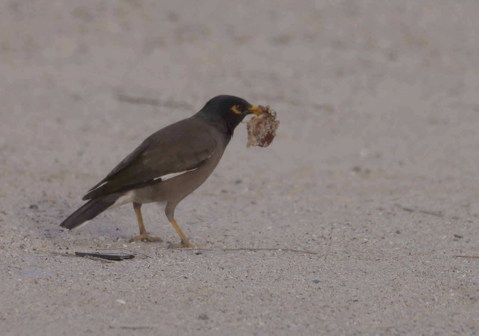 KUNA : Kuwait Environmental Lenses: Indian myna bird poses no threat to ...
