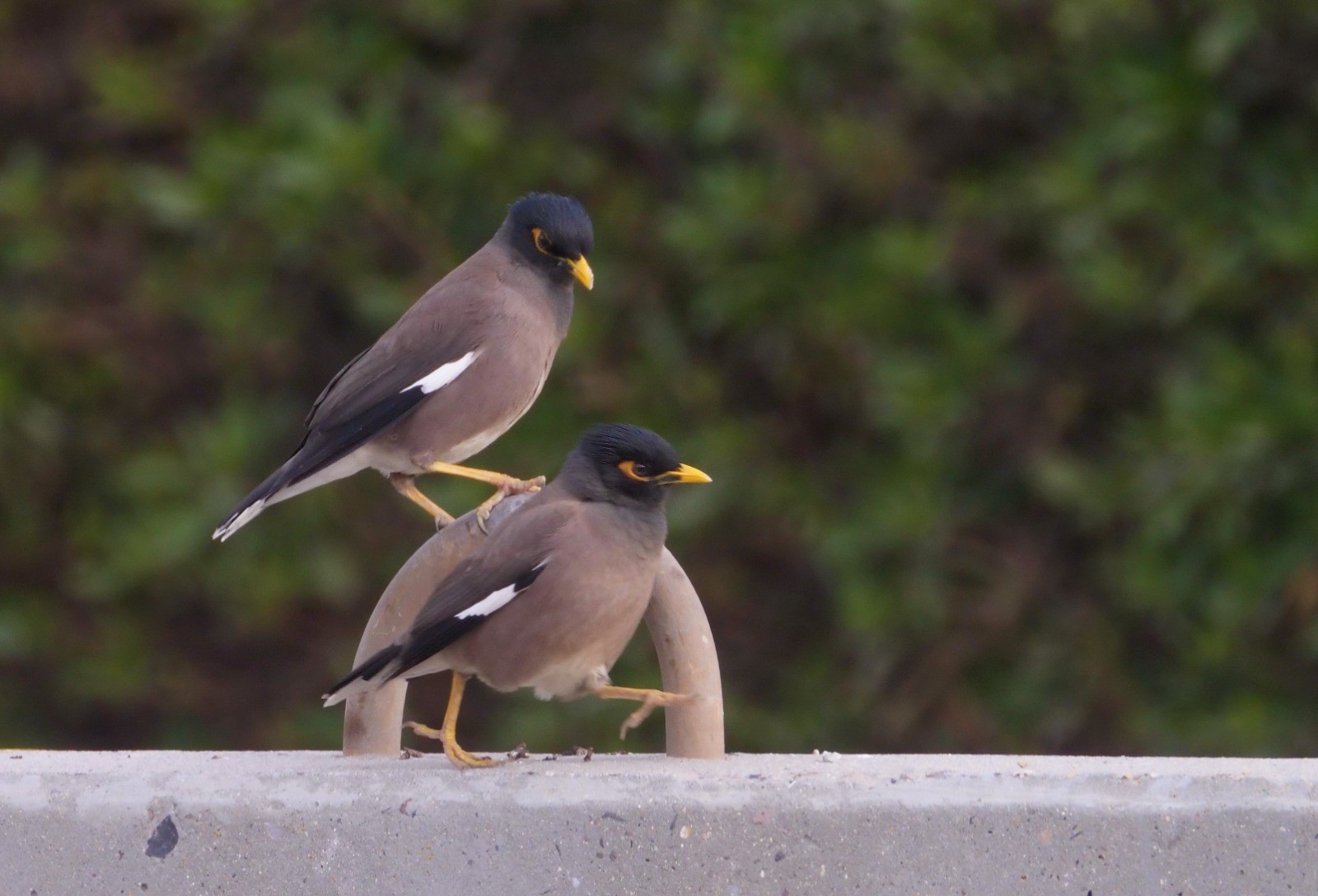 كونا : L'oiseau « Martin triste » ne constitue pas une menace pour l ...