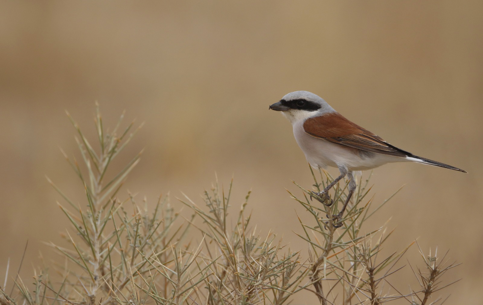 KUNA : Environmental org.: Kuwait safe haven for migrating birds