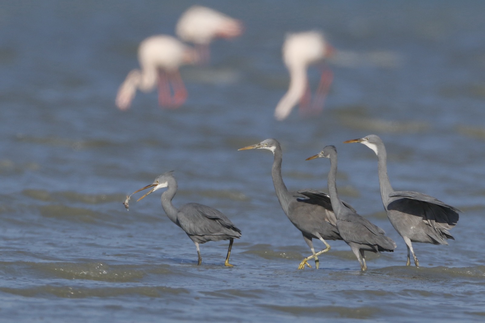 KUNA : Environmental org.: Kuwait safe haven for migrating birds