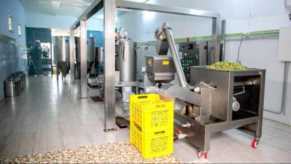 KUNA : Olive oil...vital pillar for Tunisian economy - Agriculture - 11 ...
