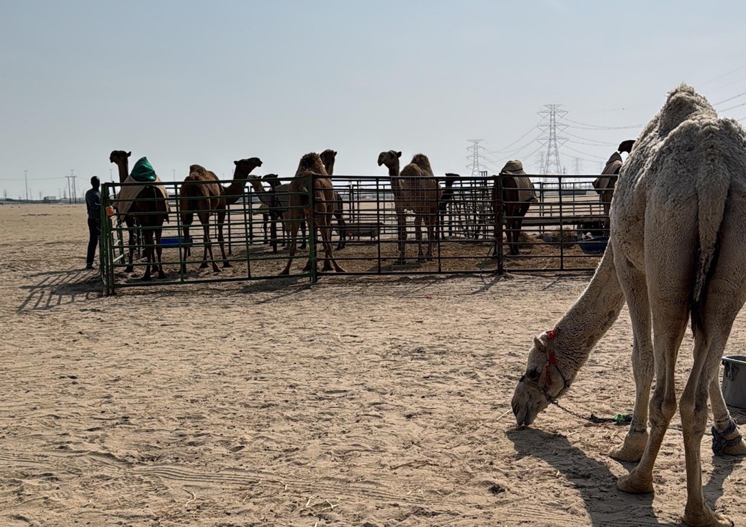 KUNA : Kuwait environment authority penalizes environmentally ...