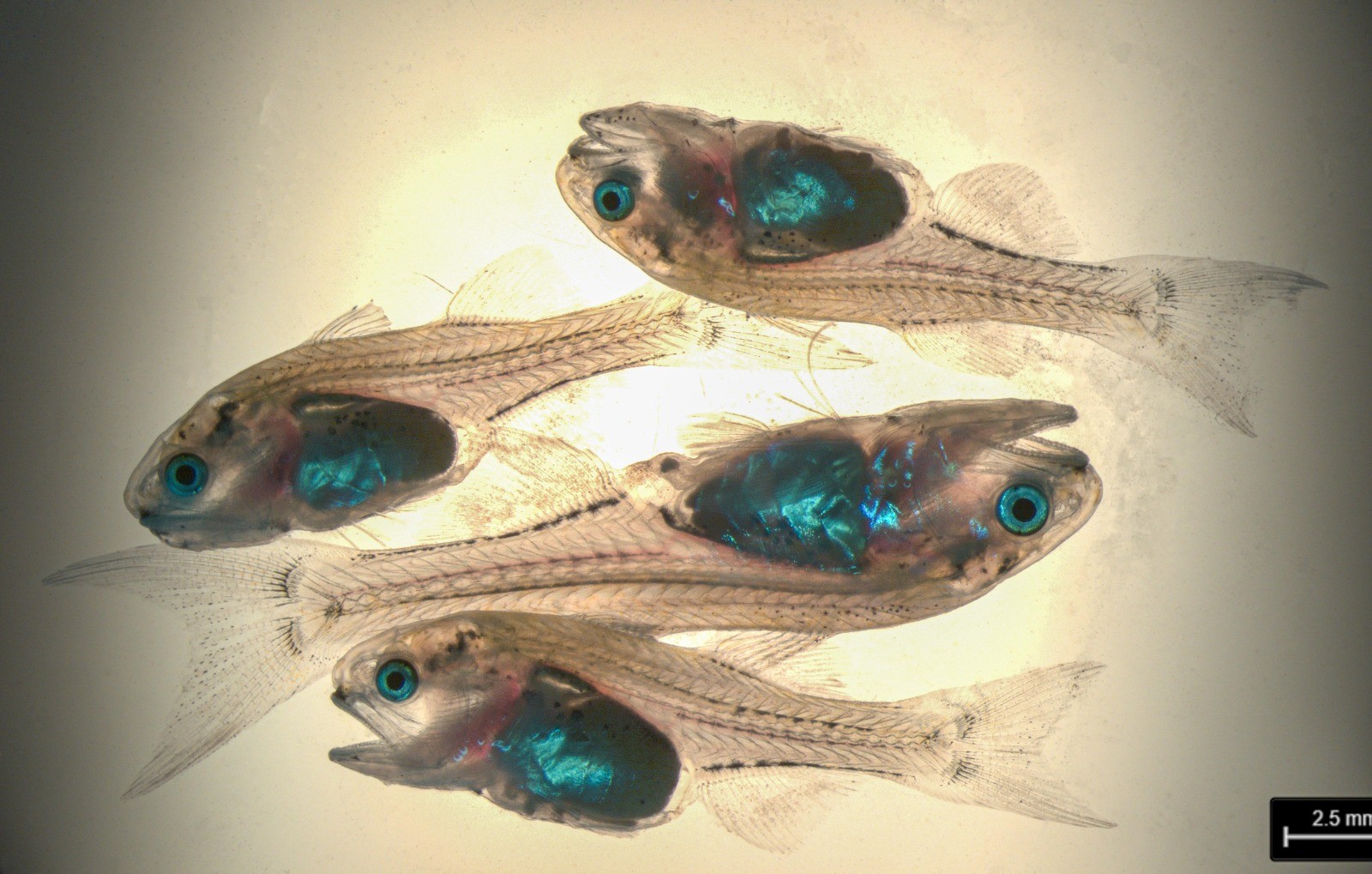 كونا : KISR produit des alevins du poisson « Caranx » dans des piscines ...