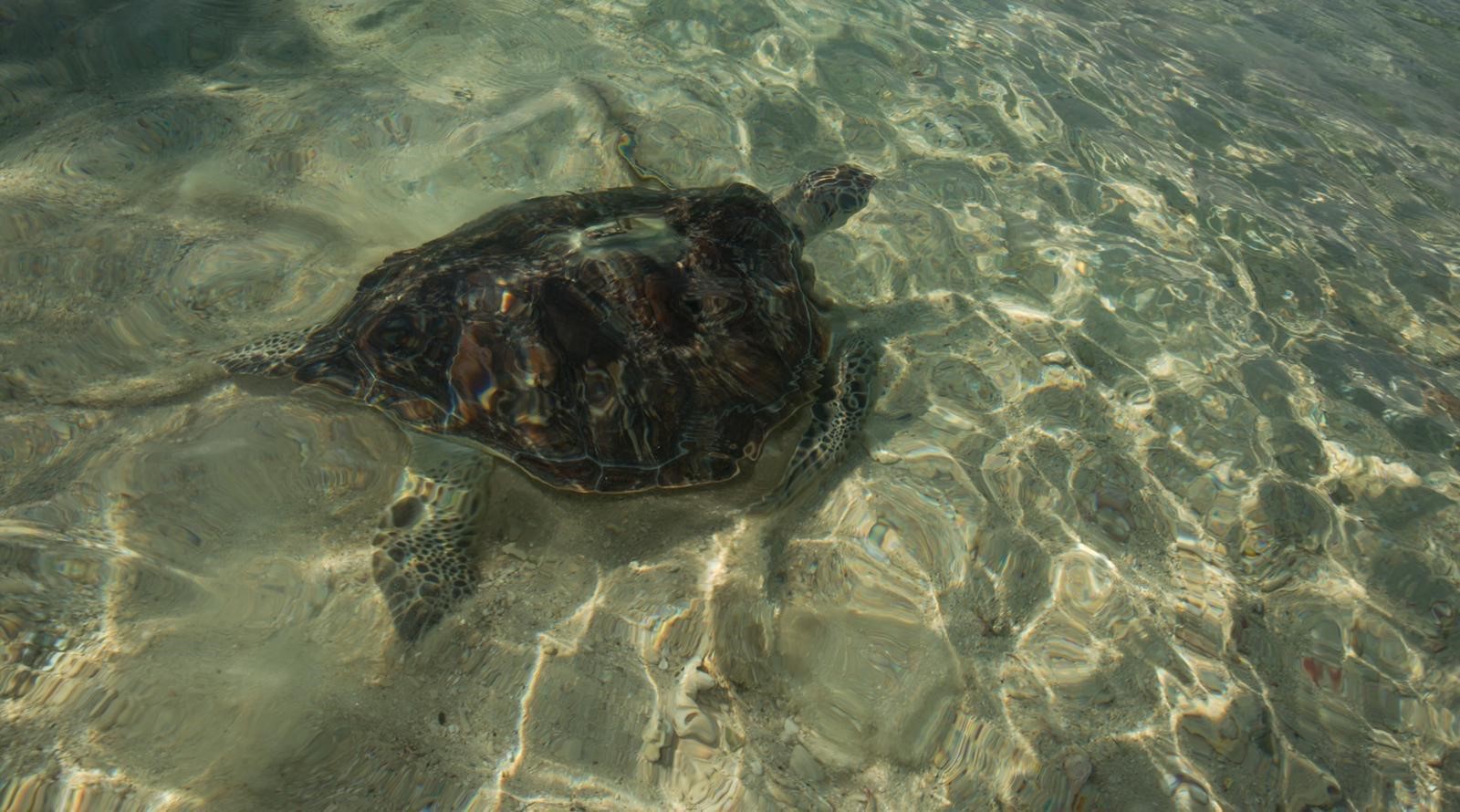 KUNA : Al-Hala Island... rare natural phenomenon with different ...